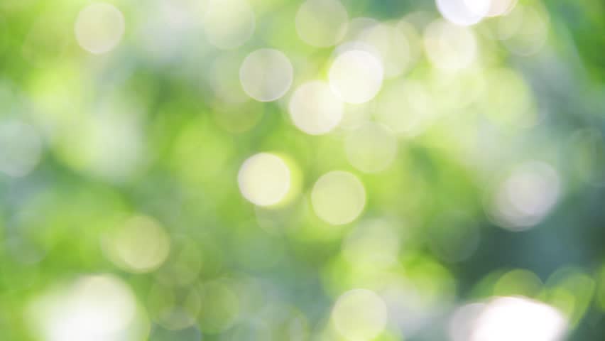 Bokeh Field Autumn Trees Stock Video Footage - 4K and HD Video Clips ...