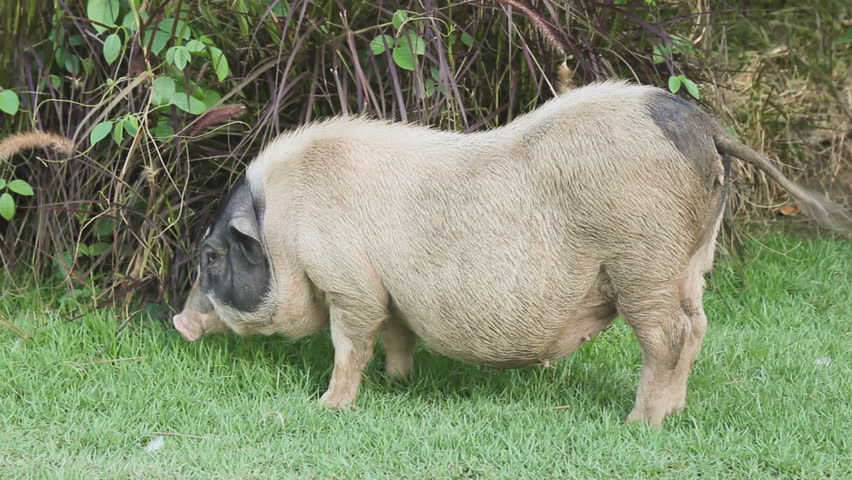 big pig eat grass farm Stock Footage Video (100% Royalty-free) 25143119 ...