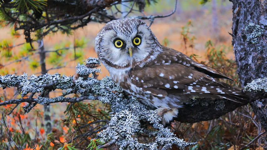 Nocturnal Birds of Prey. Tengmalms Stock Footage Video (100% Royalty ...