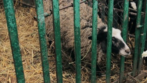 Sheep Cage County Fair Stock Footage Video (100% Royalty-free) 25162196 ...