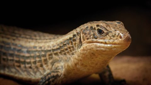 Lizard Blinking Slow Motion 120fps 4k Stock Footage Video (100% Royalty ...
