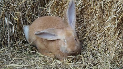 big red rabbit on grass cute Stock Footage Video (100% Royalty-free ...