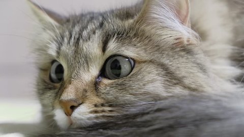 Stock Video Portfolio by Anton Papulov | Shutterstock