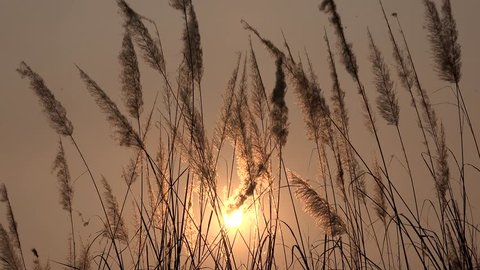 Evening Sunset Autumn River Bank Catkin Stock Footage Video (100% ...