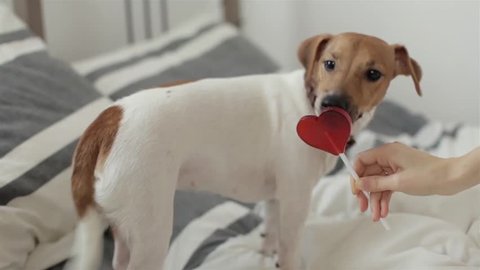 Dog Jack Rassel Licks Lollipop Shape Stock Footage Video (100% Royalty ...