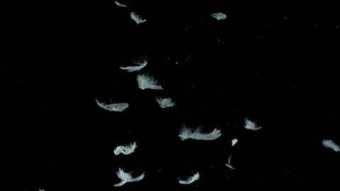 Feather Feathers Falling Background Different Events Stock Footage ...