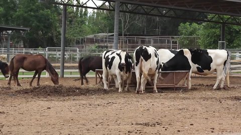 Mating Seasoncattle Bull Mount Cow Cow Stock Footage Video (100% ...