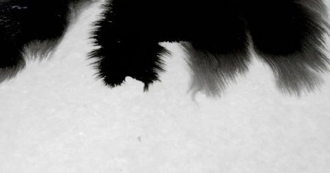 Amazing Ink Bleed Absorbing Into Paper Stock Footage Video (100% ...