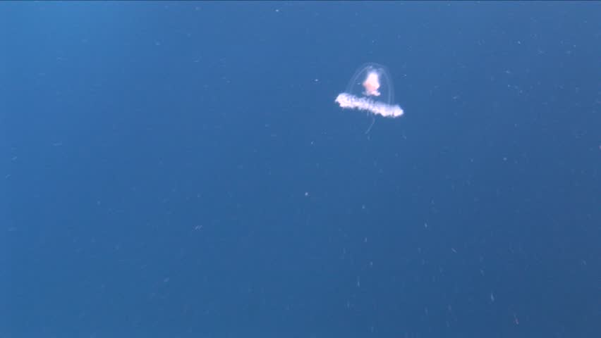 TURRITOPSIS-DOHRNII Footage, Videos and Clips in HD and 4K - Avopix.com