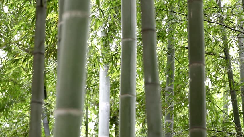 Wind, Blowing Bamboo Stock Footage Video (100% Royalty-free) 2528936 ...