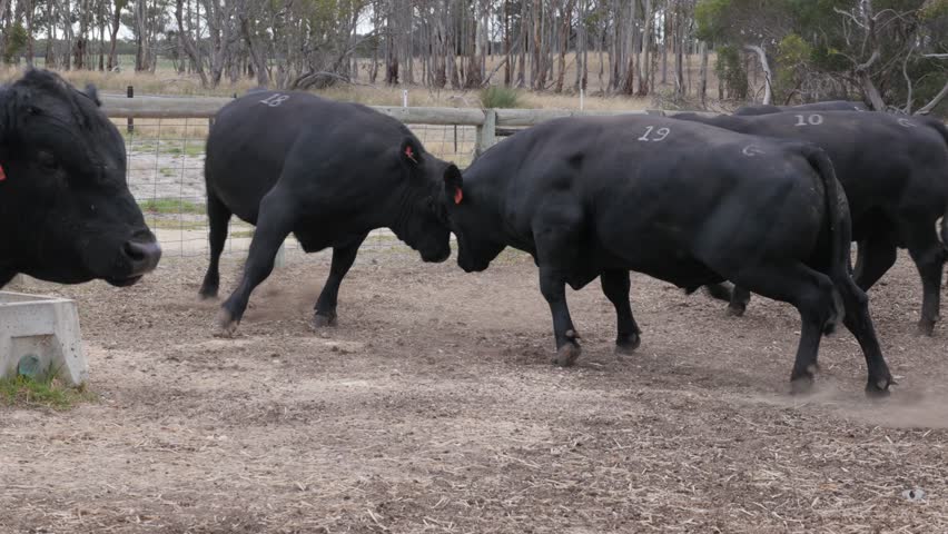 Three Bulls Fighting and Headbutting Stock Footage Video (100% Royalty ...