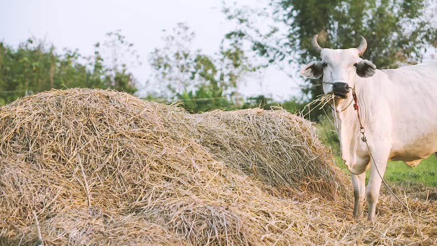 common cow eating rice straw pile Stock Footage Video (100% Royalty ...