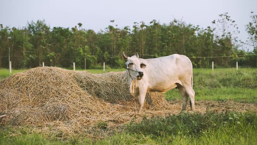 Common Cow Eating Rice Straw Stock Footage Video (100% Royalty-free ...