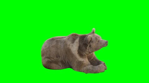 Sleeping green screen Stock Video Footage - 4K and HD Video Clips ...