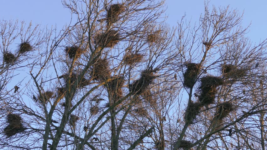 Rook, a Flock of Black Stock Footage Video (100% Royalty-free) 25342733 ...