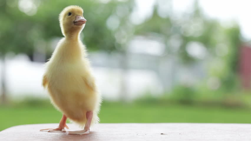 one yellow duckling quacking walking on Stock Footage Video (100% ...