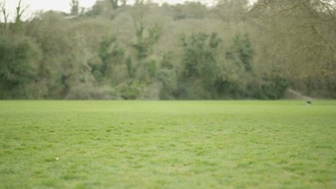 4k Long Shot Dog Enjoying Run Stock Footage Video (100% Royalty-free ...