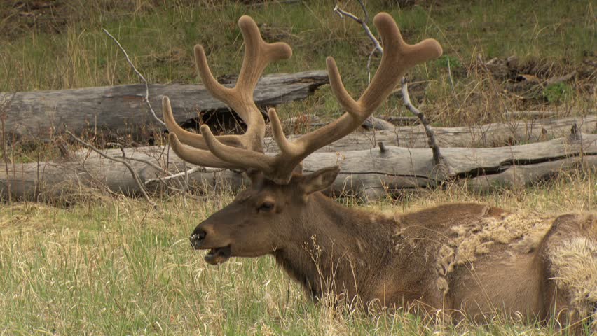 close profile large bull moose head Stock Footage Video (100% Royalty ...