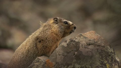Yellow Bellied Marmot Showing Teeth Copy Stock Photo (Edit Now) 32767249