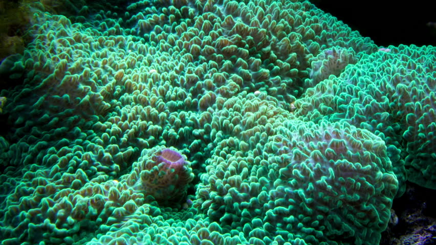 Rhodactis Mussoides - Green Elephant : vidéo de stock (100 % libre de ...