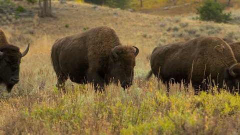 Bison Cow Her Calf Stampeding Lamar Stock Photo (Edit Now) 518502454