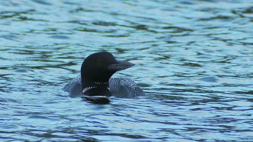 Loon On Blue Water Pond Stock Footage Video (100% Royalty-free) 2544398 ...