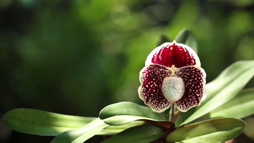 Paphiopedilum Godefroyae Species Orchid Found Thailand Stock Footage ...