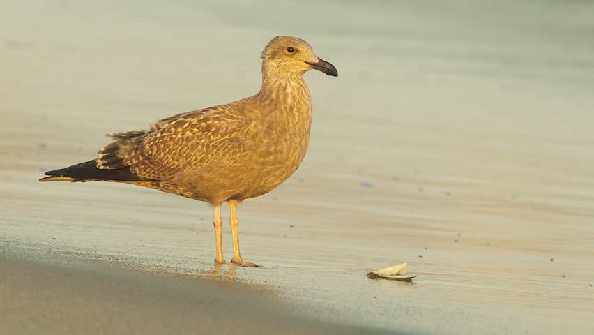 brown seagull seashell ocean beach waves Stock Footage Video (100% ...