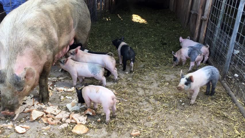 A Large Sow in a Stock Footage Video (100% Royalty-free) 25512551 ...