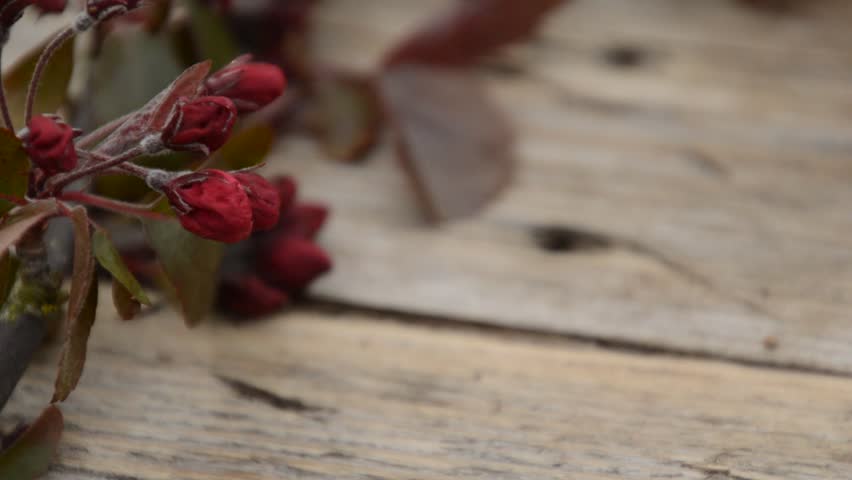 Barcham Tree Stock Video Footage - 4K and HD Video Clips | Shutterstock