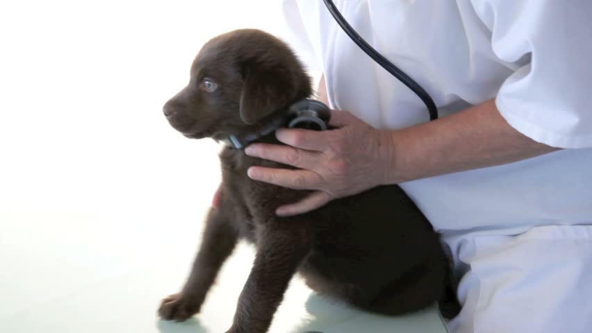 Veterinarian Examining a Labrador Puppy Stock Footage Video (100% ...