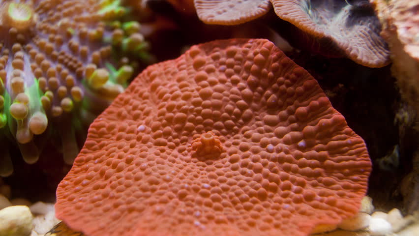 Discosoma Ferrugatus Mushroom Anemone Coral Stock Footage Video (100% ...