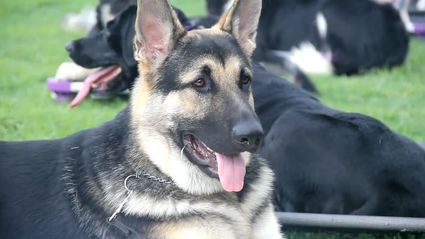 Male German Shepherd Dog Face Stock Footage Video (100% Royalty-free ...