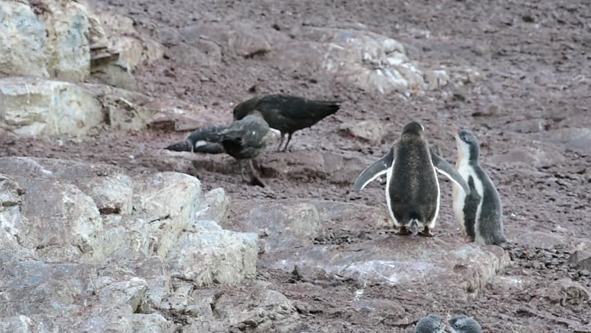 skuas killing eating living baby penguin Stock Footage Video (100% ...