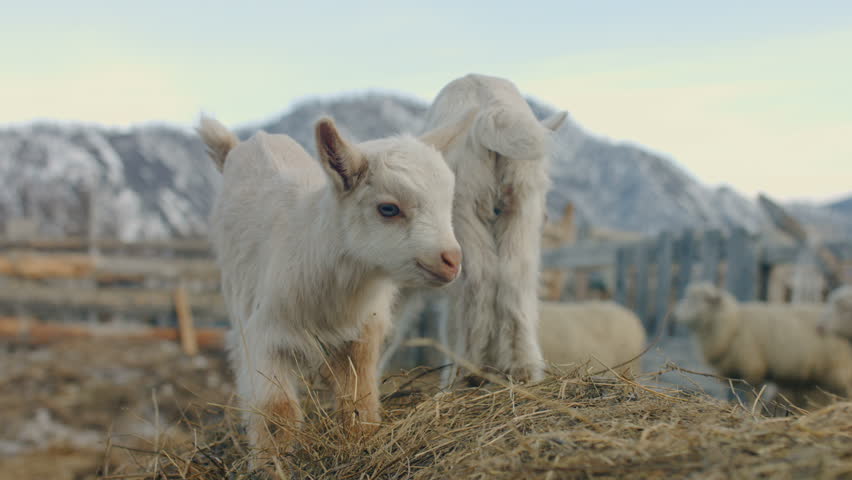 Cub Sheep Stock Video Footage - 4K and HD Video Clips | Shutterstock