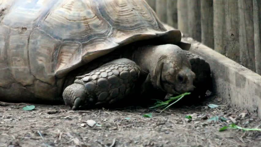 de brazza's monkey female adult young Stock Footage Video (100% Royalty ...
