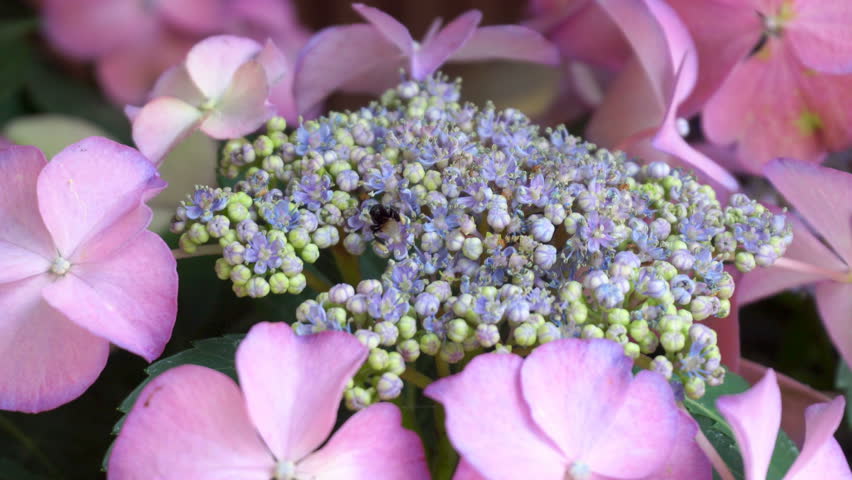 Bee Pollination On the Hydrangea Stock Footage Video (100% Royalty-free ...