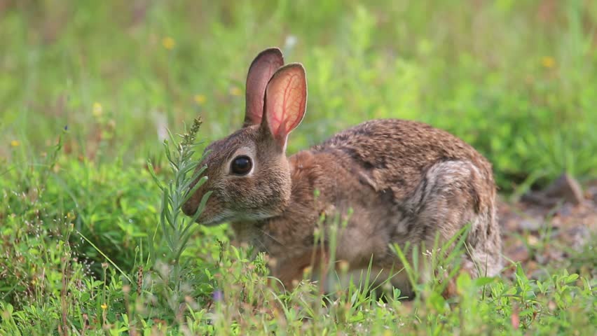 arkansas cottontail rabbit Stock Footage Video (100% Royalty-free ...
