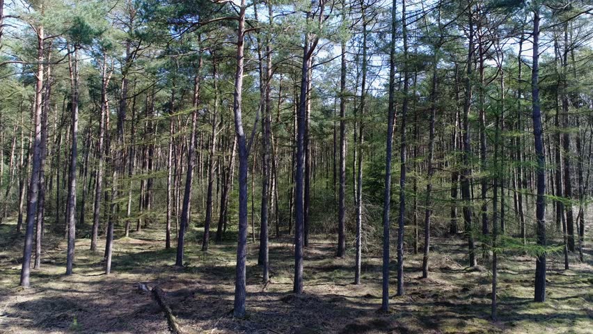 aerial view temperate coniferous forest showing Stock Footage Video ...