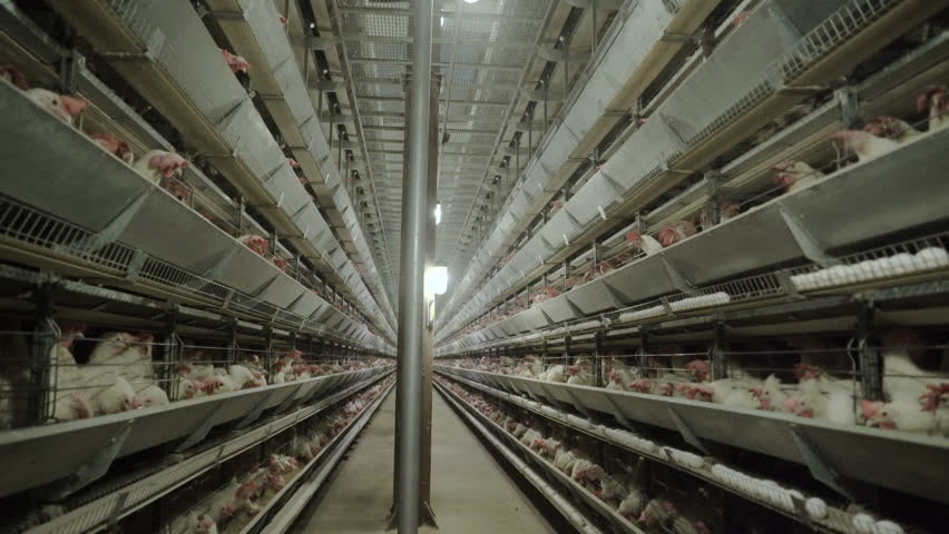 Prison Farm Stock Video Footage - 4K and HD Video Clips | Shutterstock