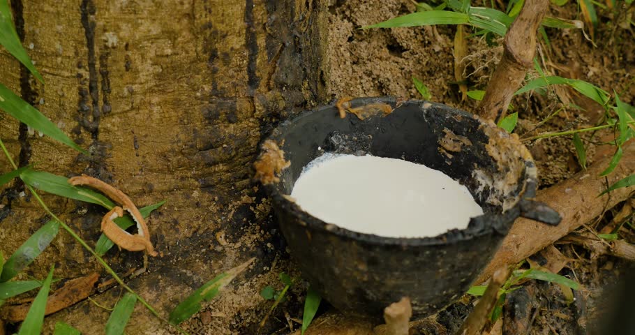 Rubber Milk Production : vidéo de stock (100 % libre de droit) 25715258 ...