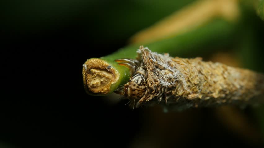 cone case moth psychidae caterpillar insect Stock Footage Video (100% ...