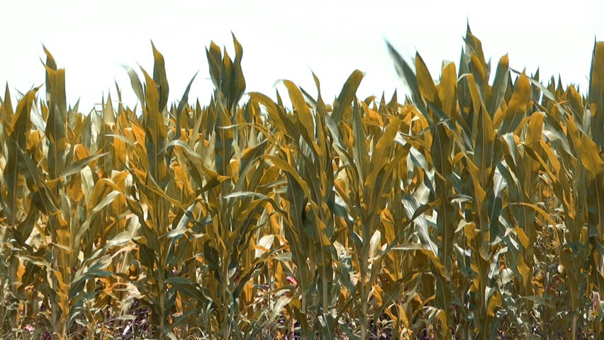 summer corn stalks blowing wind Stock Footage Video (100% Royalty-free ...