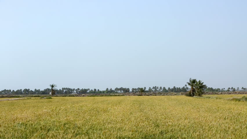 tilt down on wheat field karbala Stock Footage Video (100% Royalty-free ...