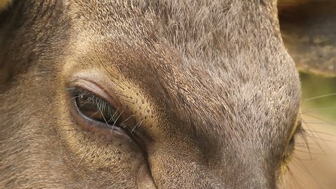 deer eye -blinks - extreme close Stock Footage Video (100% Royalty-free ...