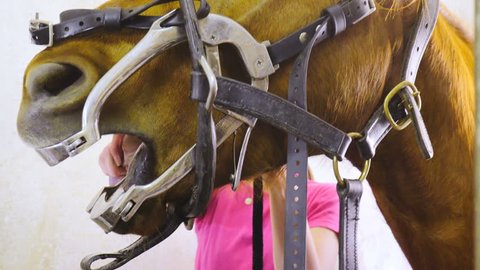 Horse Mouth Gag Veterinarian Teeth Checkup Stock Footage Video (100% ...