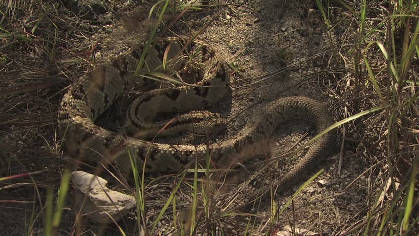 Snake Crawling Stock Footage Video (100% Royalty-free) 2582714 ...