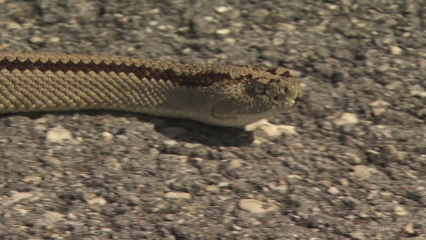 snake crawling Stock Footage Video (100% Royalty-free) 2582732 ...