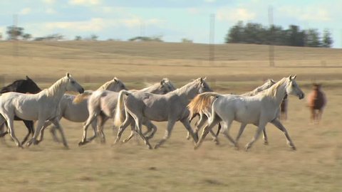 Beautiful White Arabian Horses Running Over Stock Photo (Edit Now ...
