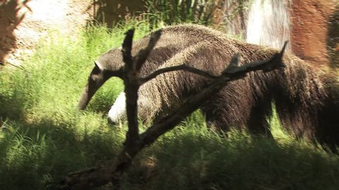 Anteater Walking Through Water Stock Footage Video (100% Royalty-free ...